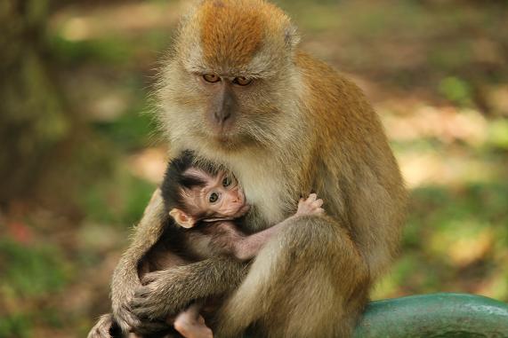 Crystal and Bryan in Singapore: Monkey Baby Boom!