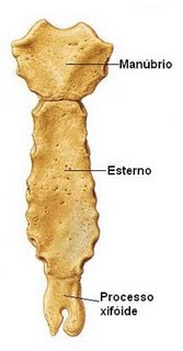 Cinesiologia Central: Sistema Esquelético - Ossos do Tórax
