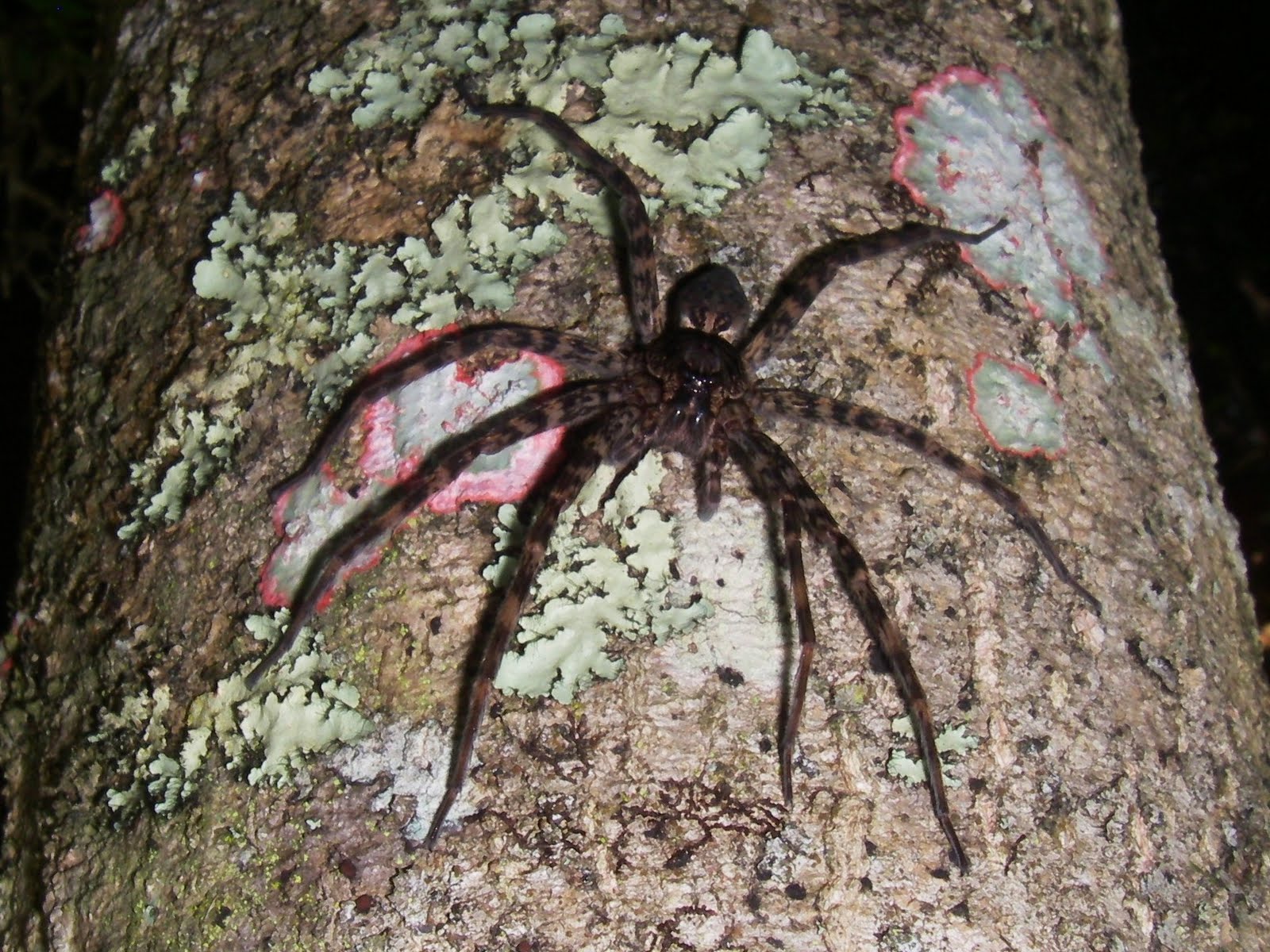 Ecographica: Field Photos: Fishing Spider in Nyssa Swamp