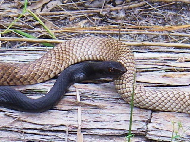 Ecographica: Field Photos: Eastern Coachwhip Snake