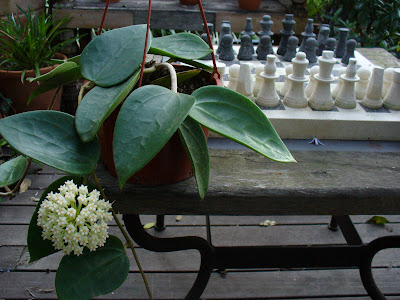 Hoya Garden: Hoya Pottsii Sp. 'Chiang Mai' & Hoya merrillii