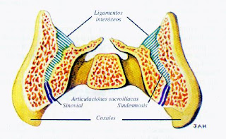 ANATOMIA: ARTICULACIONES