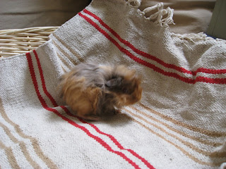 Eric's Pets: Sheba Mini Yak Babies