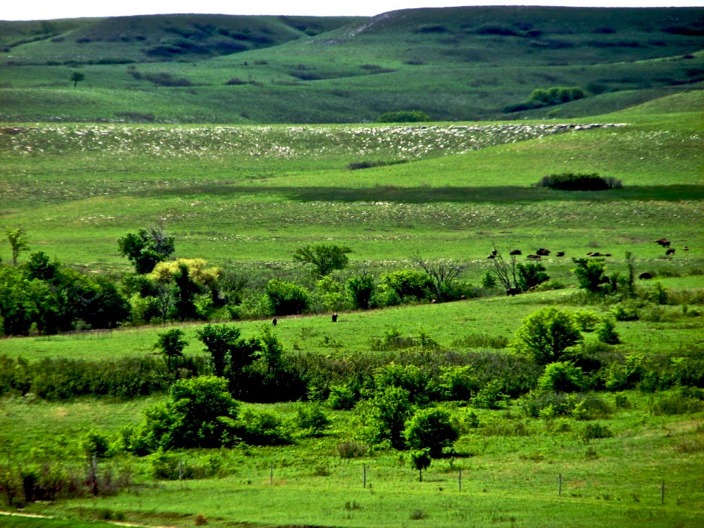 Merry@St. Louis: Konza Prairie