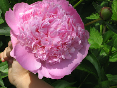 Florile, pasiunea mea: Bujorul roz