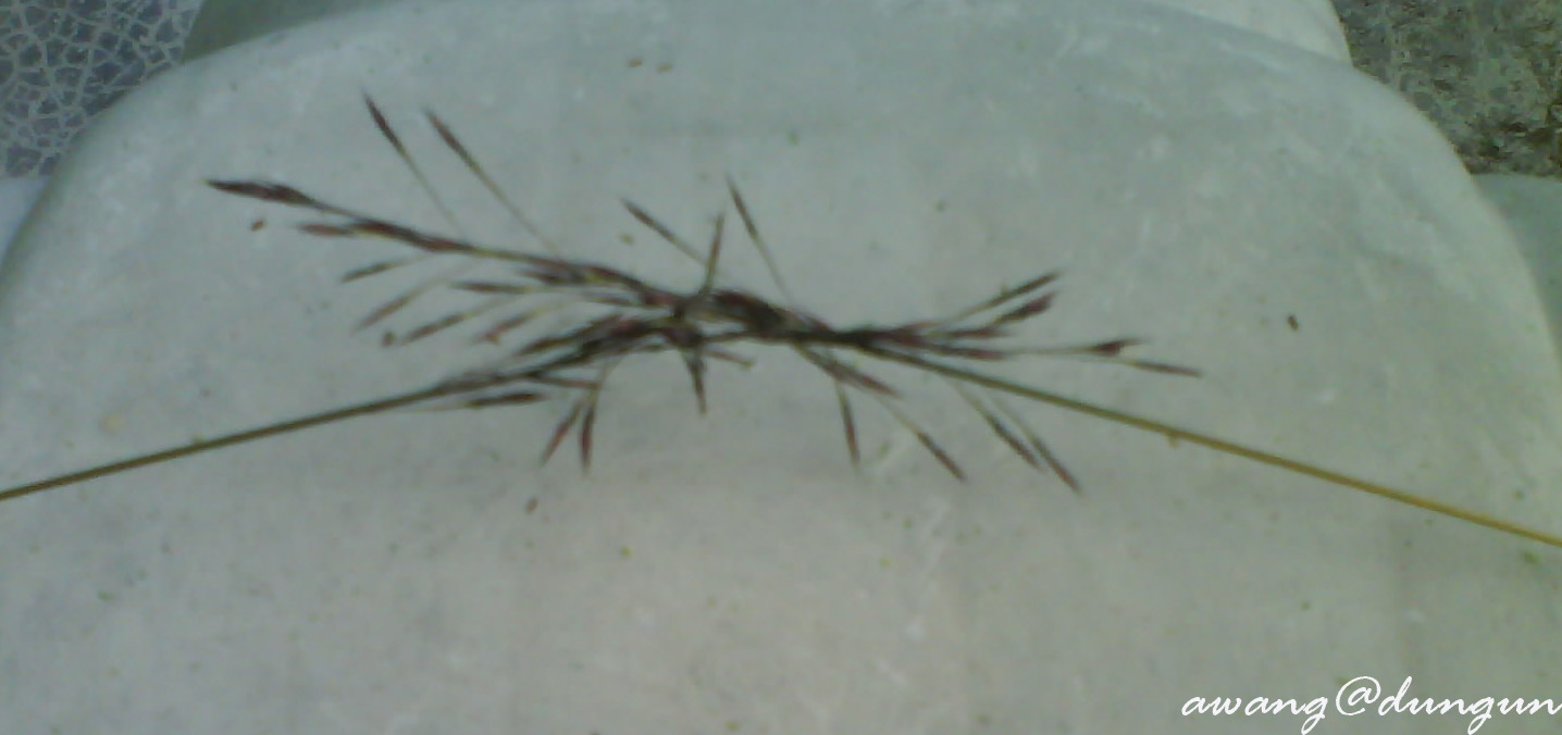 Journey Terengganu: Lawan Kemuncup