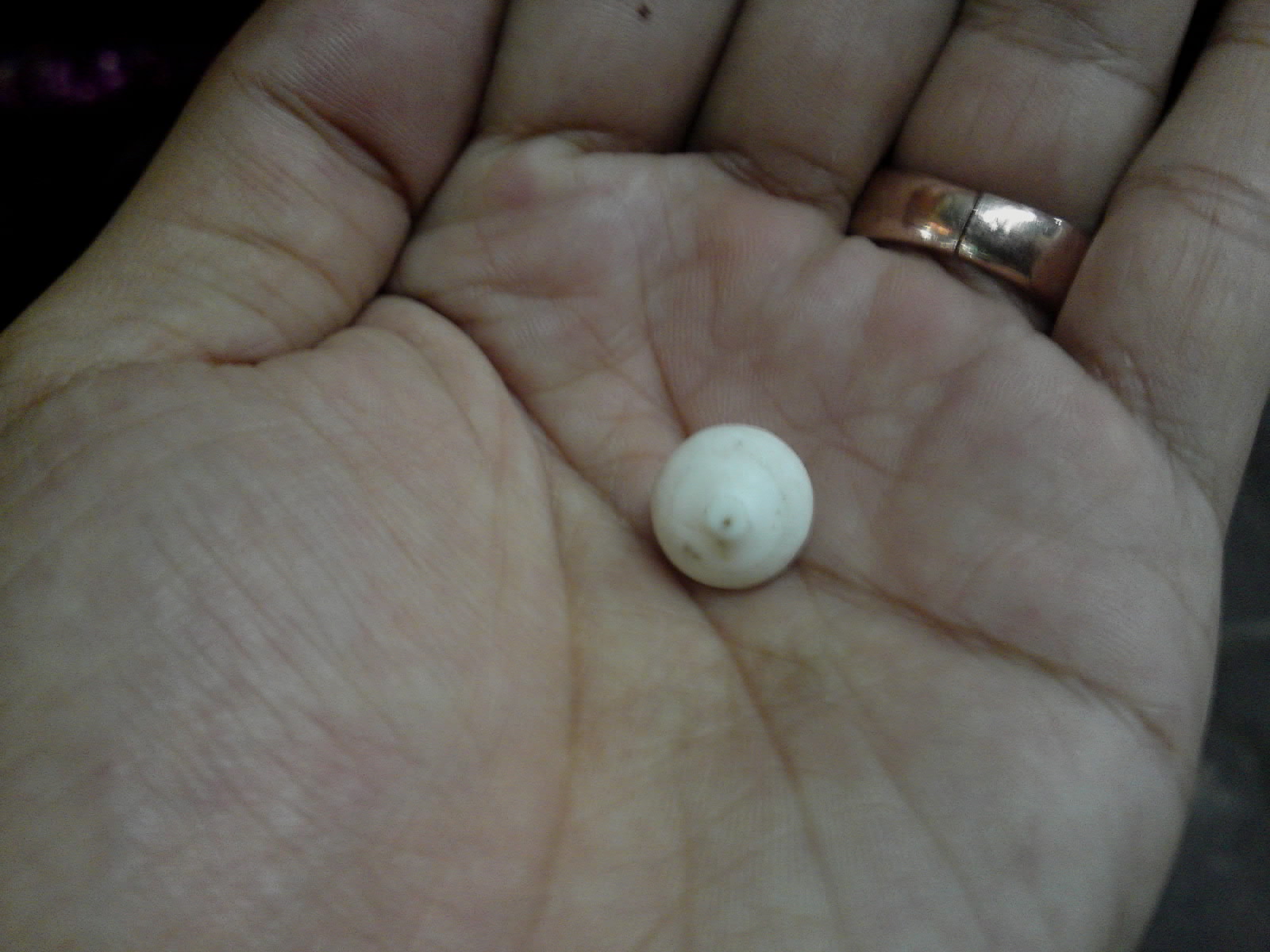 BLOG KOLEKSI MEGA MISTIK DAN ANTIK ANTARABANGSA: Buntat / Umbut ...