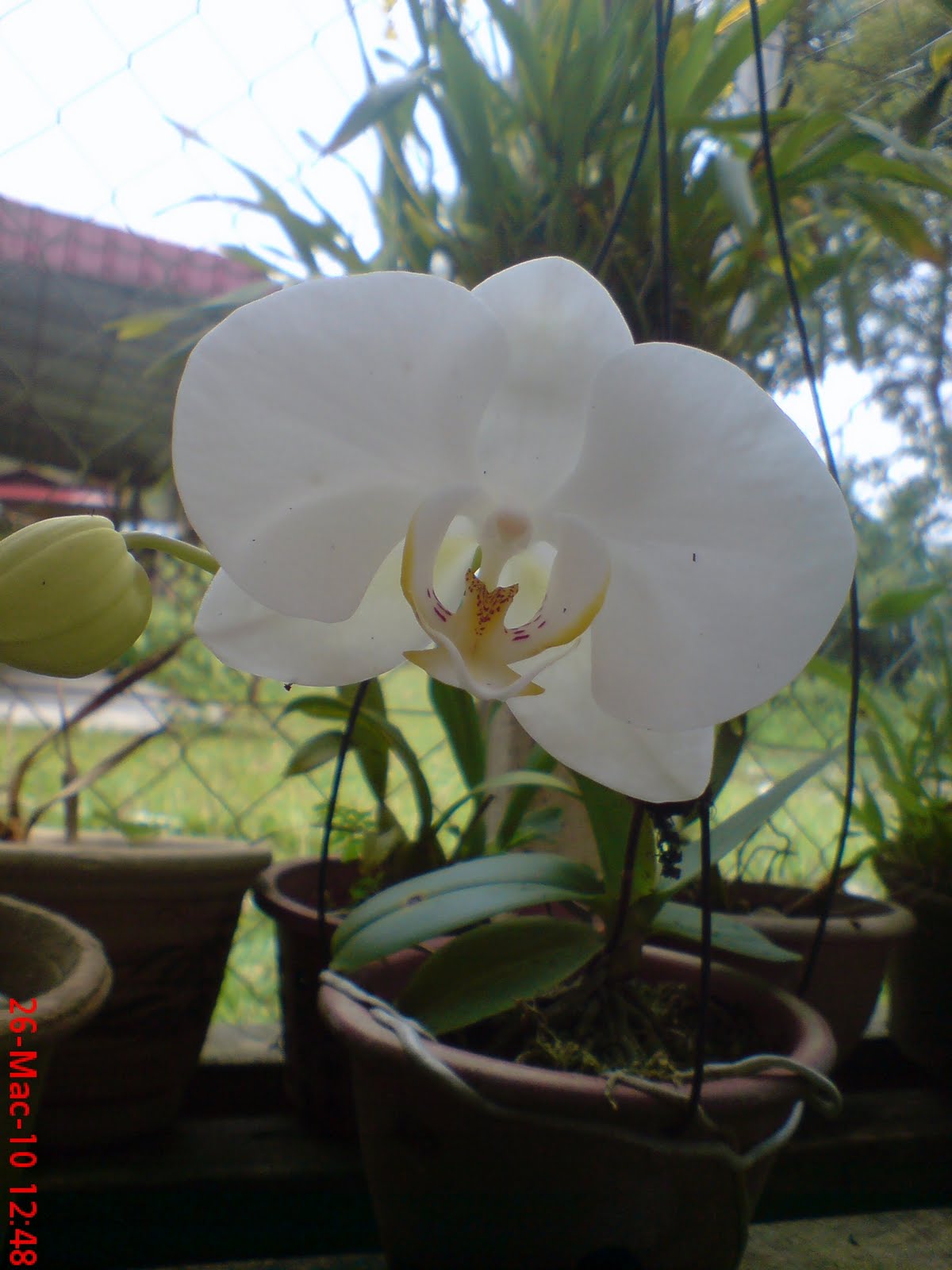 ibuintan: SiPuteh Orkid