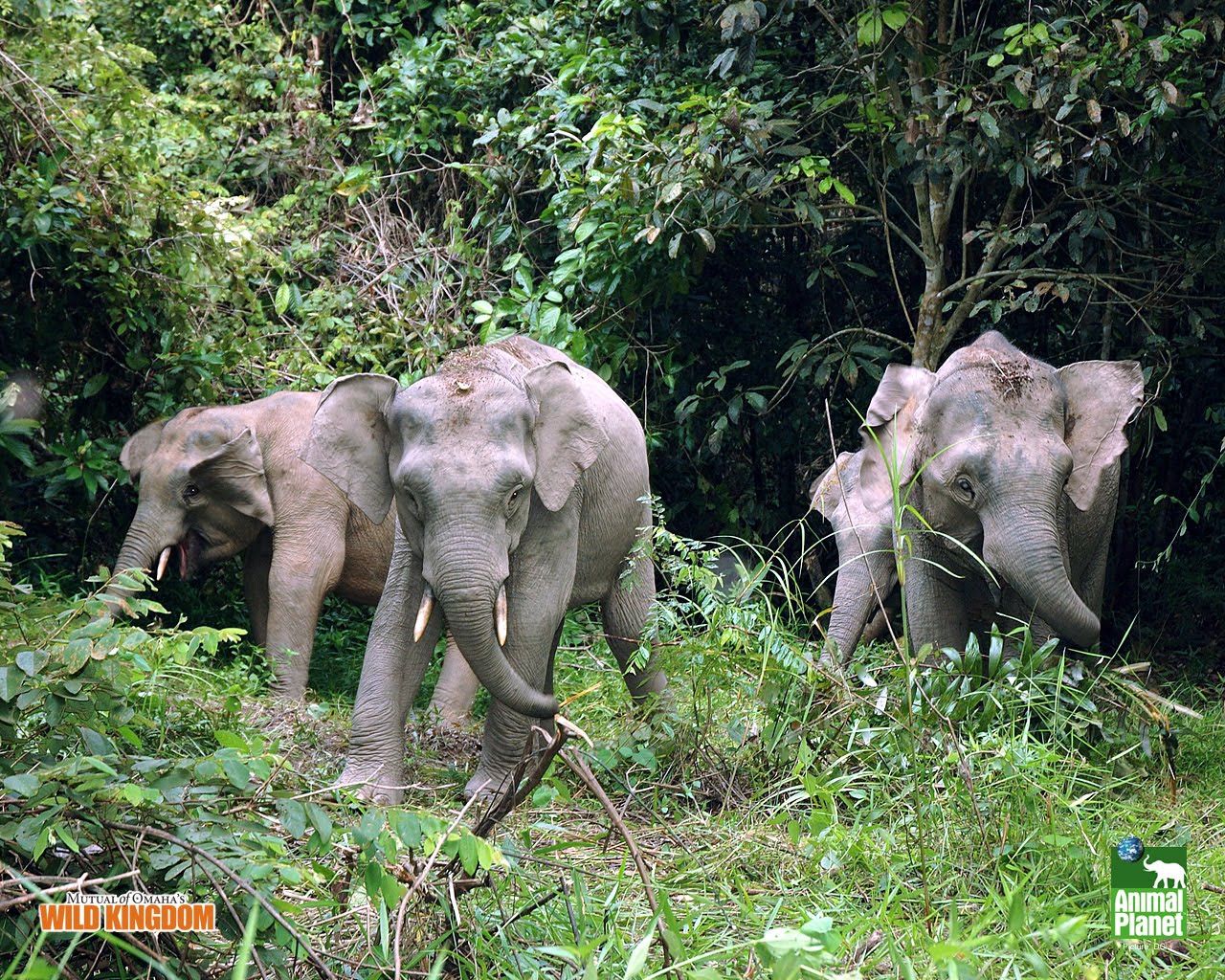 Kunakians: SPESIS GAJAH DI HUTAN DAERAH KUNAK UNIK DAN PUNYA NILAI SEJARAH