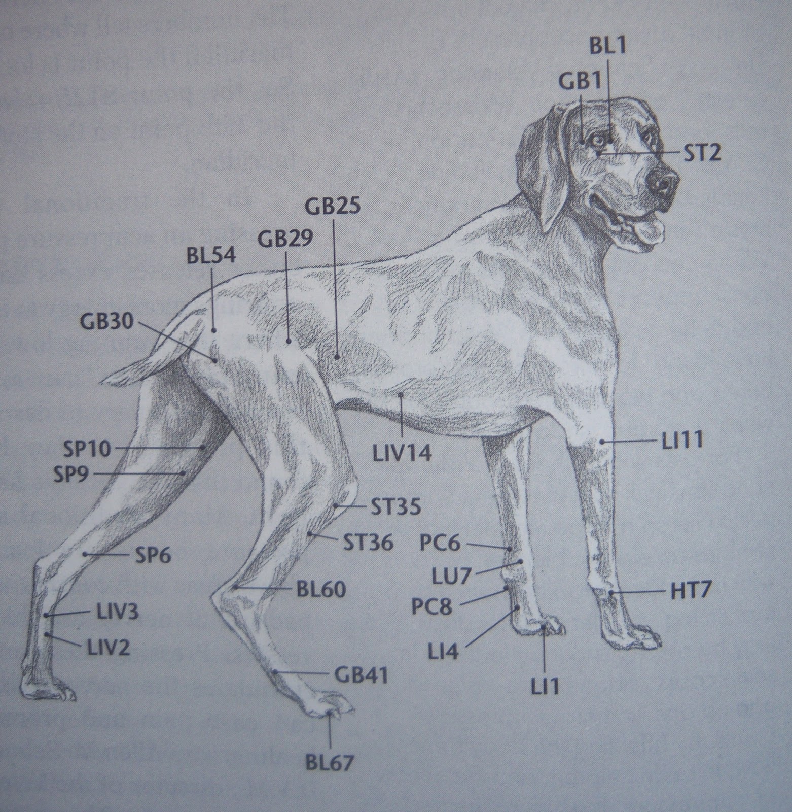 Casper Bear "Life Of A Chocolate Labrador": Acupressure For Hip Dysplasia