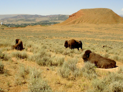 Thermopolis, Wyoming: Hot Springs State Park: Buffalo Pasture