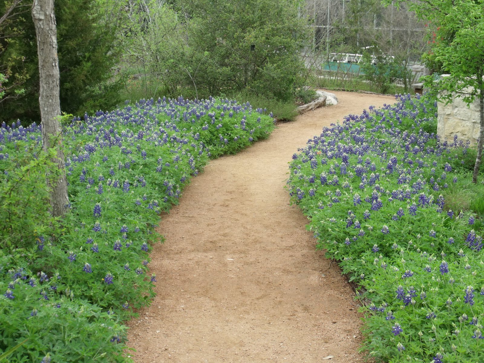 Bruce and Margie's Full Time Journey: Wildflower Center (post #2 for today)