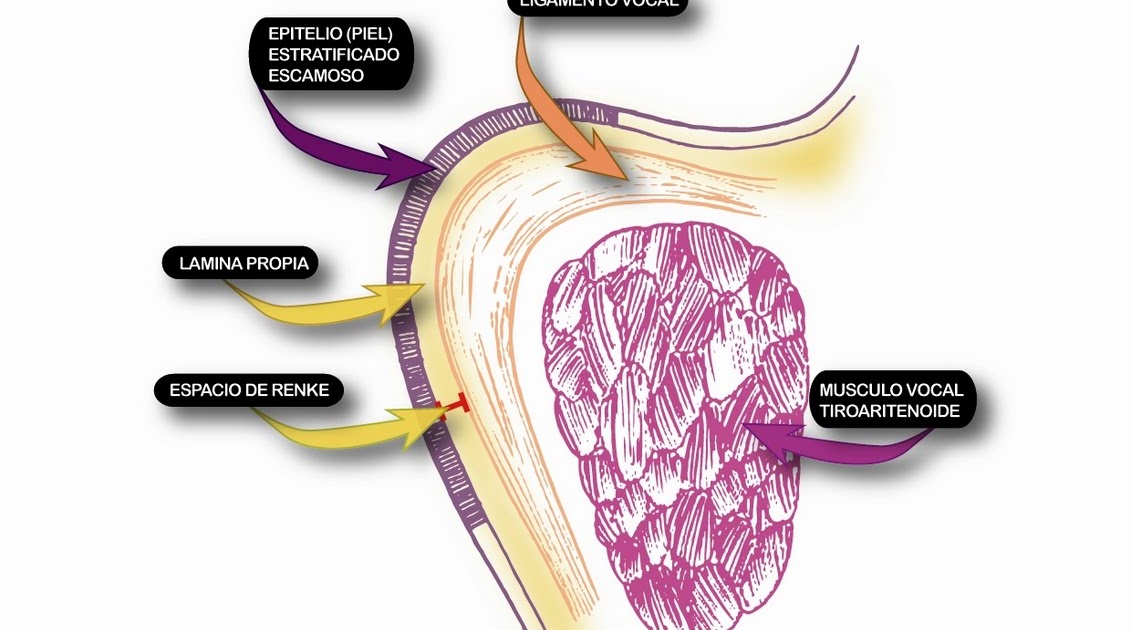 CANTO Y VOZ: CONSTITUCION DE LAS CUERDAS VOCALES