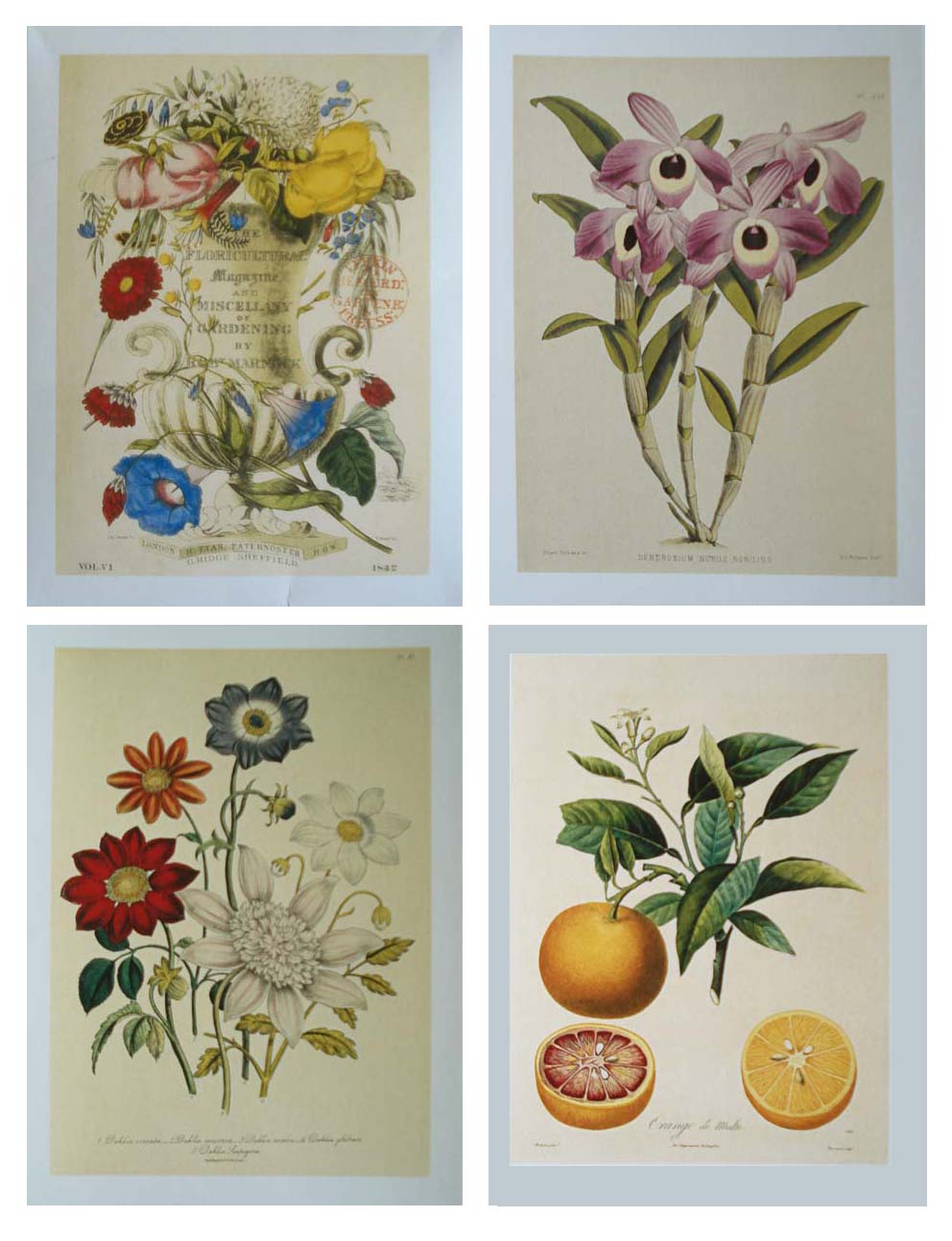 Il giardino di Fasti Floreali: Stampe con Fiori e Frutta