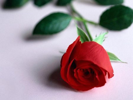 Mis Vendimias: Mi rosa, mi corazón y mi palabra...