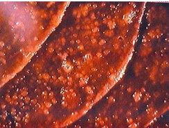 TEGNOLOGO EN PRODUCCION PECUARIA ECOLOGICA: COOPERIA