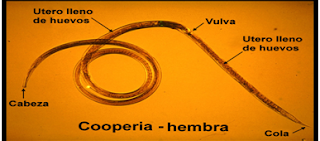 TEGNOLOGO EN PRODUCCION PECUARIA ECOLOGICA: COOPERIA