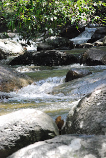 Abe's Lens: Hutan Lipur Ulu Licin, Beruas, Perak