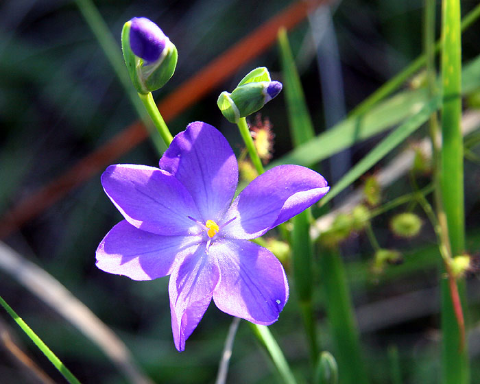 Le Grand Nomads: Week 25 Mullewa to Dongera