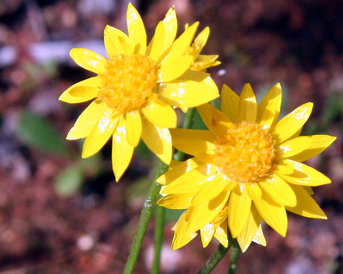 Le Grand Nomads: Week 25 Mullewa to Dongera