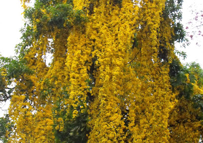 Nature in Pictures: Yellow Blooms in University of Peradeniya