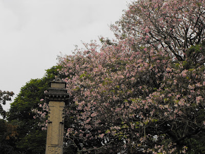 Nature in Pictures: Robarosia