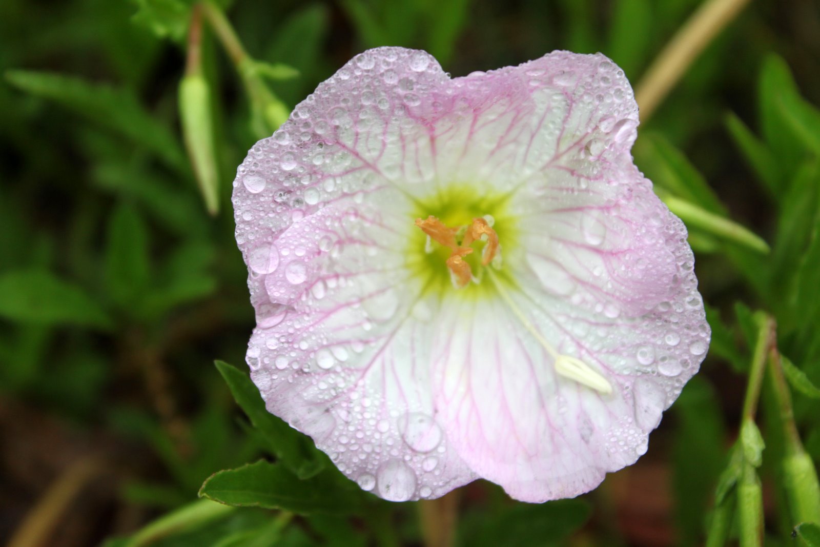 Professor Tut's Garden タット教授の庭: Pink Sundrop ピンクサンドロップ