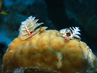 mundosubacuatico: Poliquetos