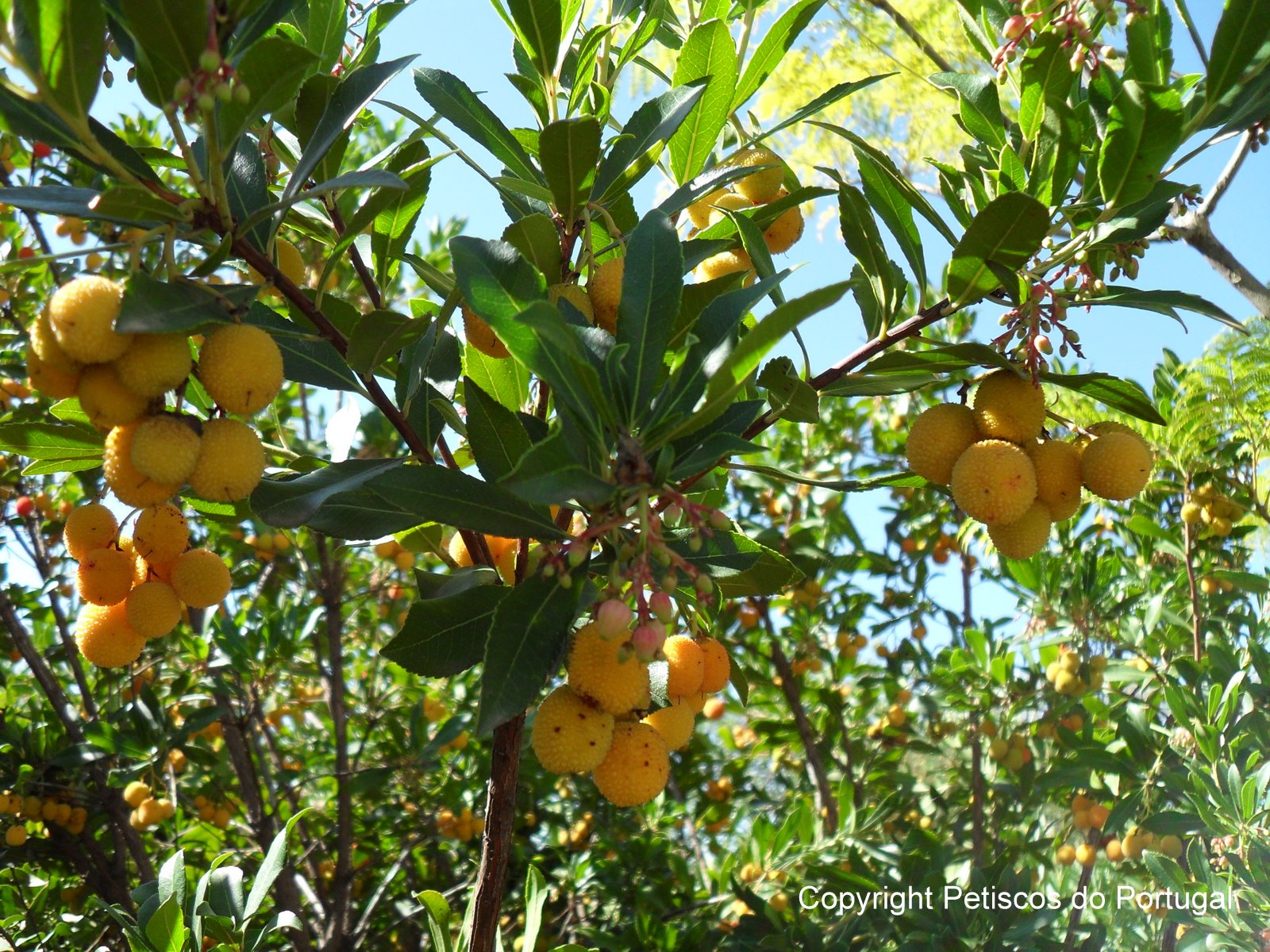 Petiscos do Portugal: Strawberry tree
