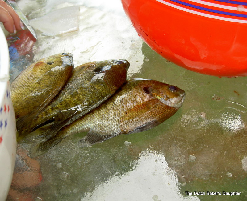 The Dutch Baker's Daughter: September 2010