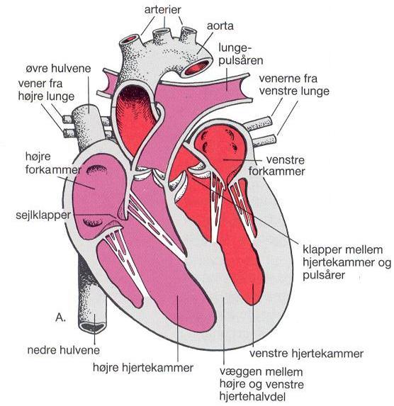 Alpha Fe: Det lille hjerte...