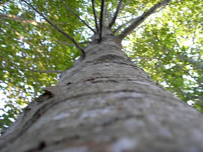 MOSS GROVE: A Bug's Eye View (photos by C--age 6)
