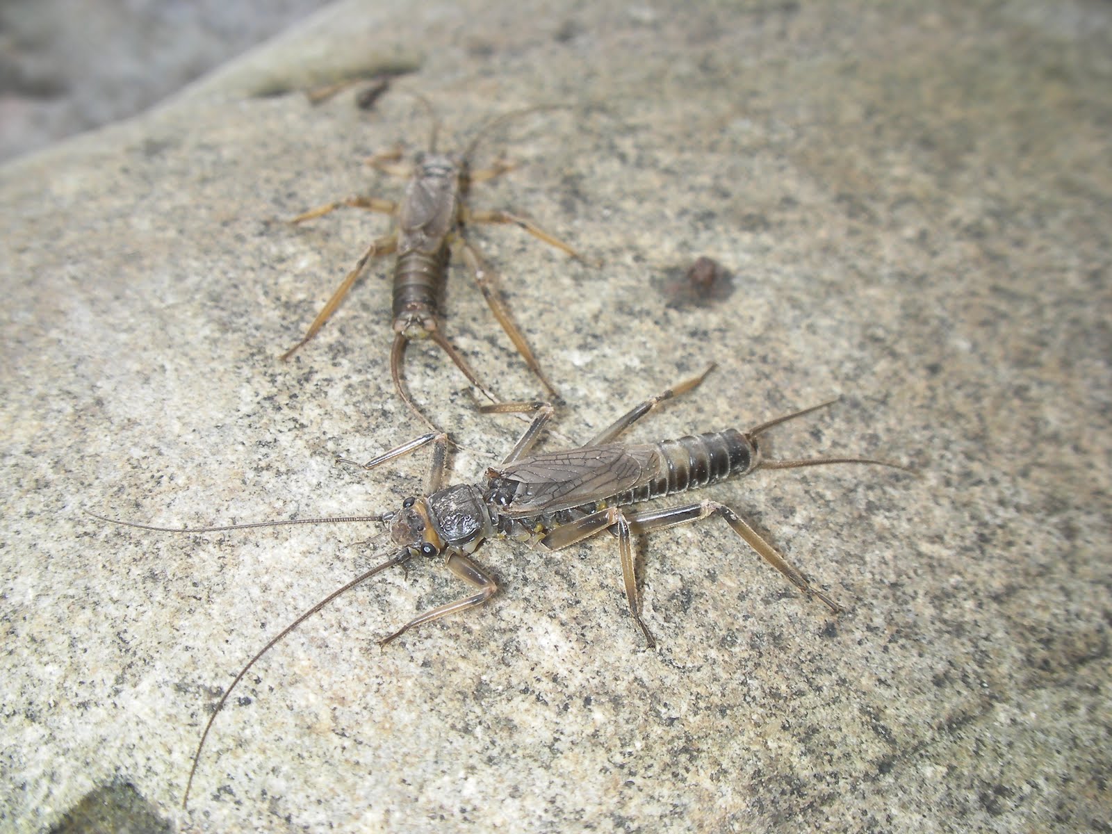 Fly Tying Videos: How to Tie Flies for Freshwater and Saltwater: How to ...