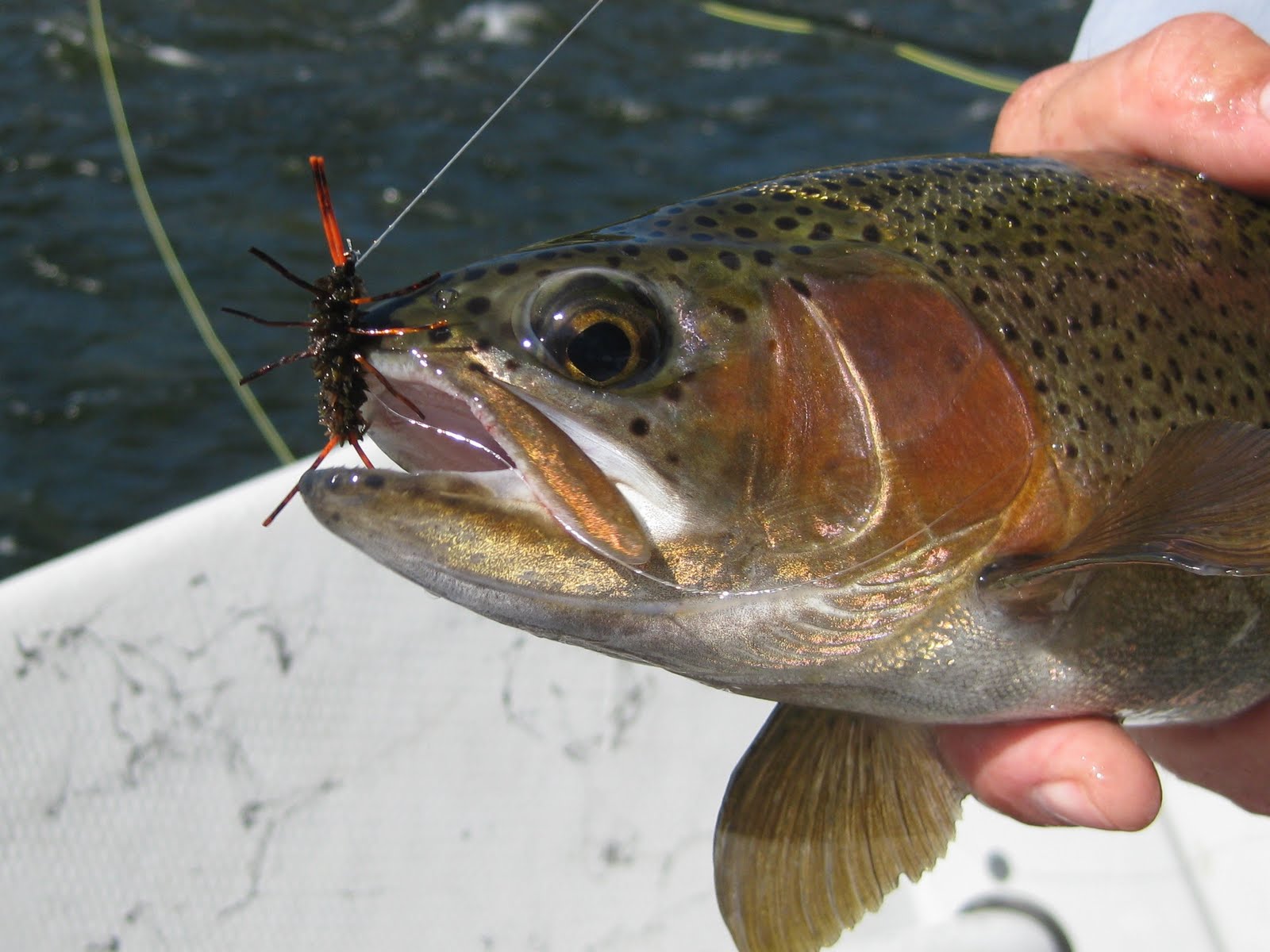 Fly Tying Videos: How to Tie Flies for Freshwater and Saltwater: How to ...