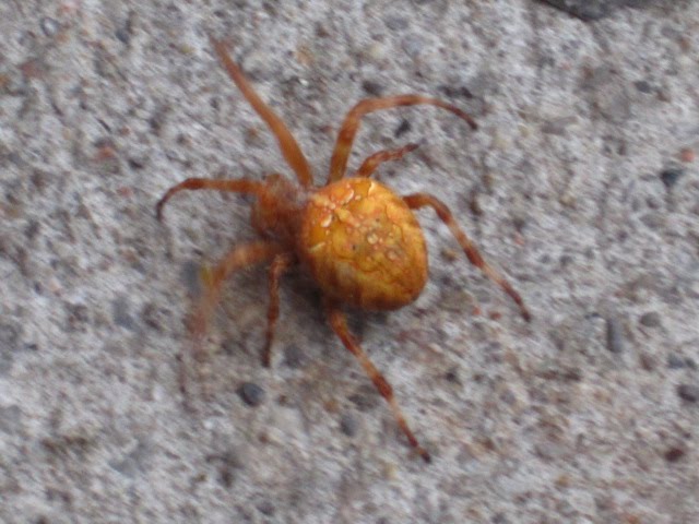 Impish Musing: Freaky Orange Spider