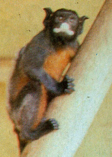 Vida animal: Reservas que Protegen la Fauna Peruana