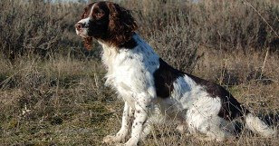 Perros Avitar: English Springer Spaniel | Perros de Caza Avitar
