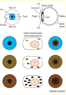 CRISCO, ETC.: SIMPLE ANTHROPOLOGY OF BLUE-EYED PEOPLE