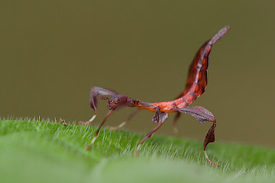 Nature Photography - Other Bugs & Insects: Leaf Insect (Phyllium sp.)