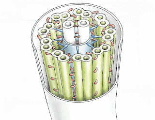 Química da Célula: MICROTÚBULOS