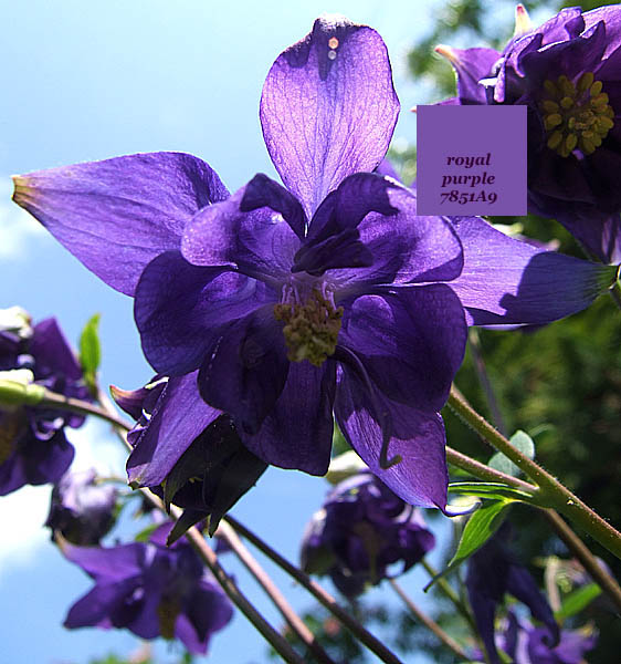 In Terms of Colour...: Nature's Purple Feast - Blooms and Blossoms