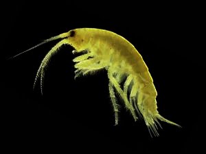 Aquasnail: Cría de Alimento Vivo para Invertebrados: Gammáridos