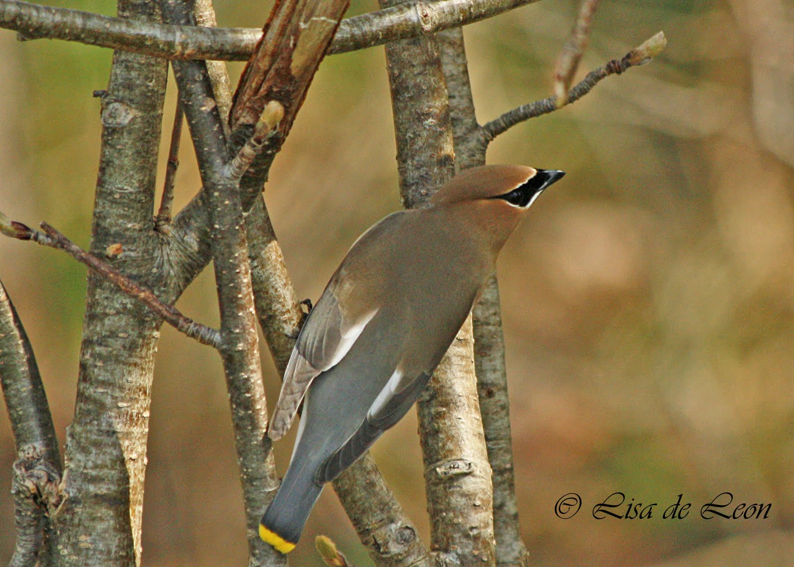 Birding with Lisa de Leon: Cedar Waxwing