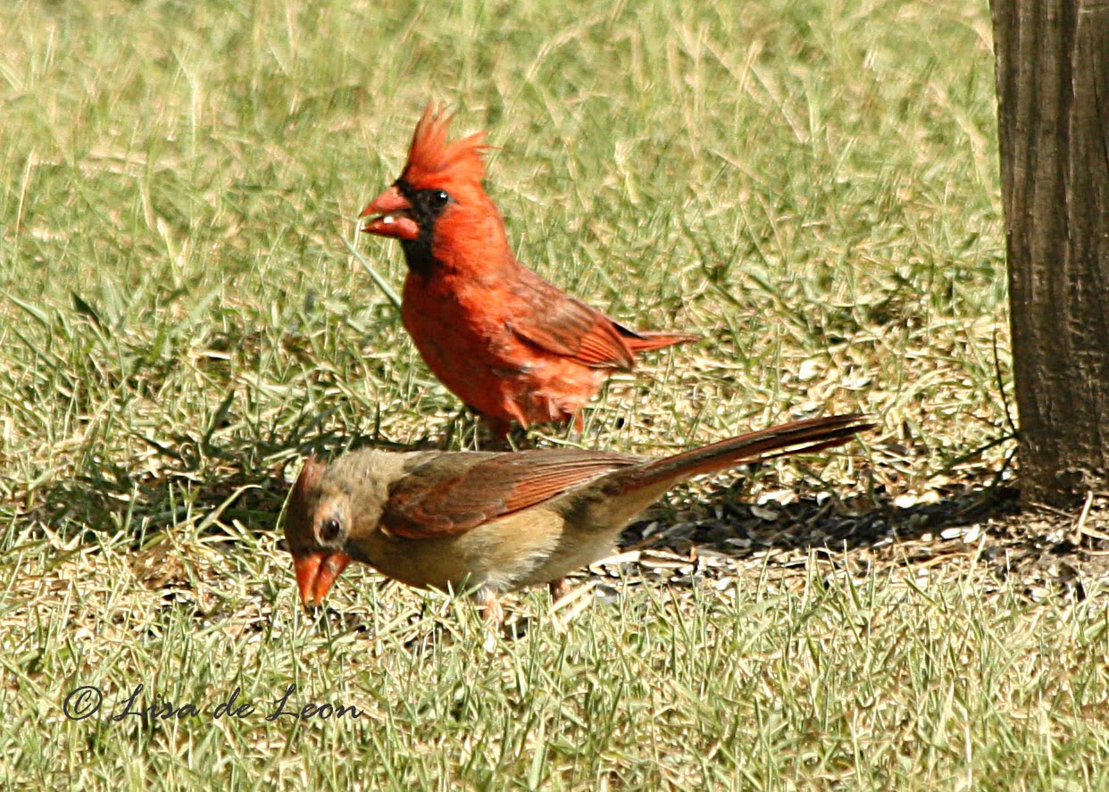 Birding with Lisa de Leon: Northern Cardinal