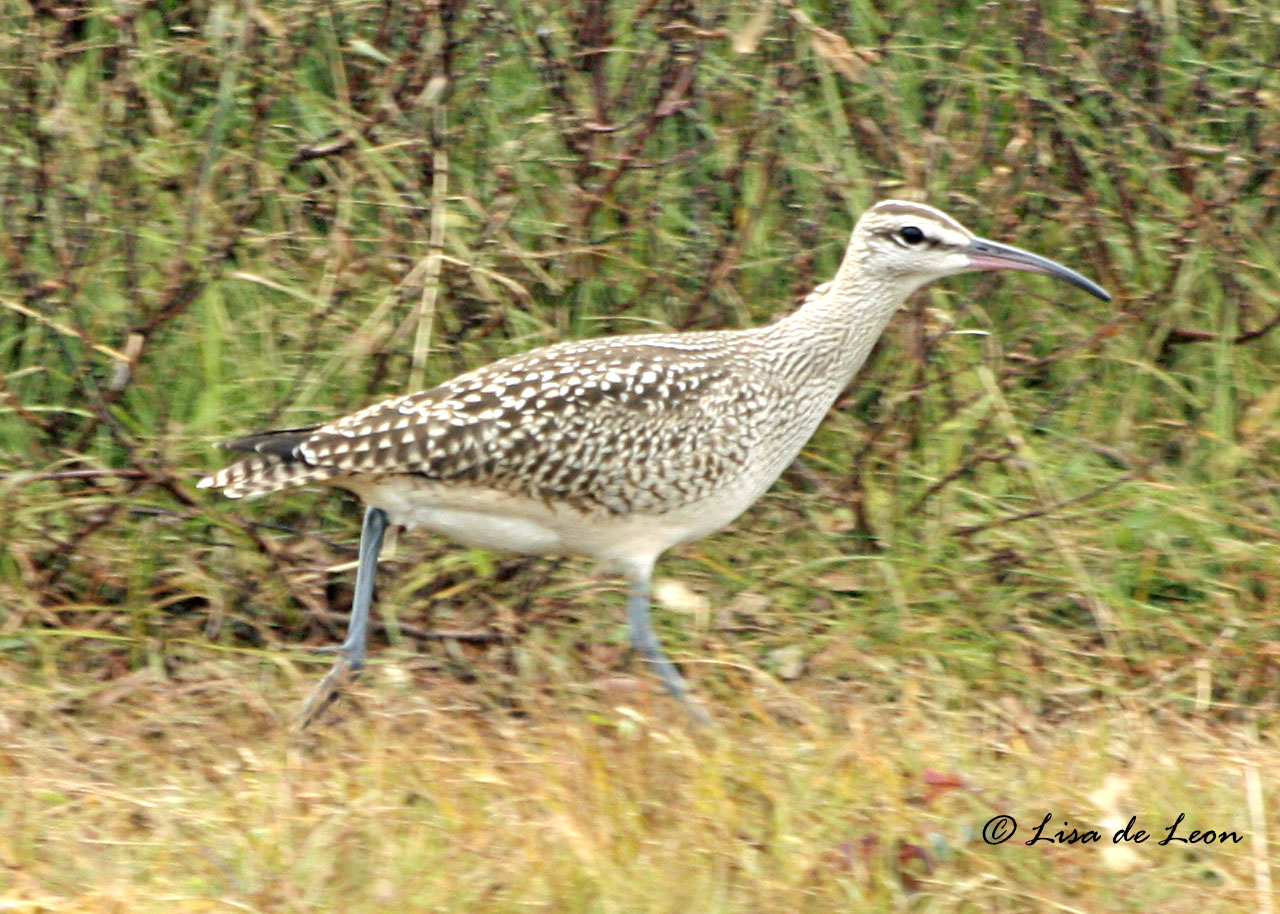 Birding with Lisa de Leon: Whimbrel