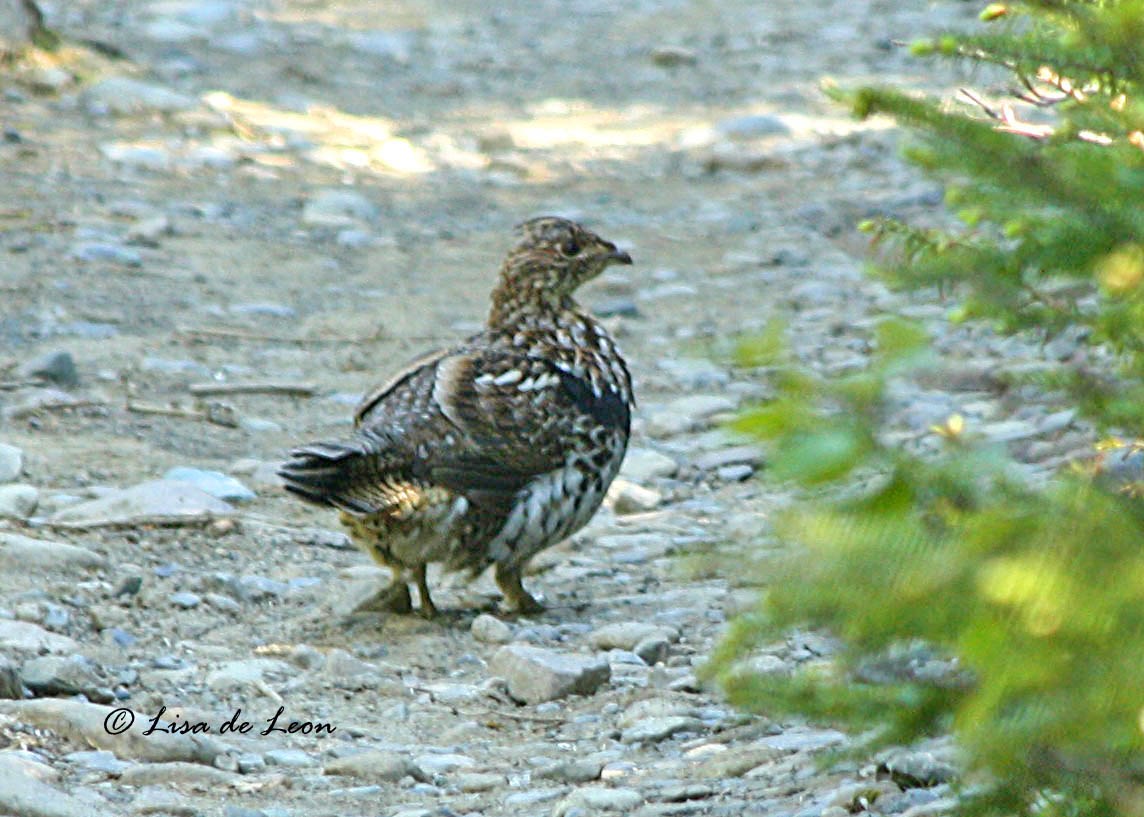 Birding with Lisa de Leon: Ruffed Grouse