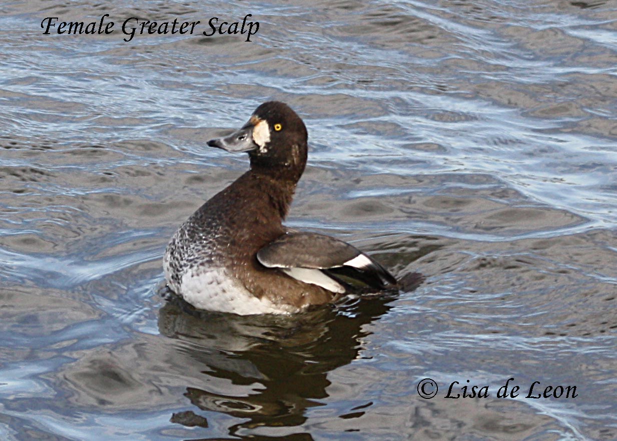 Greater Scaup - Various Bird Species