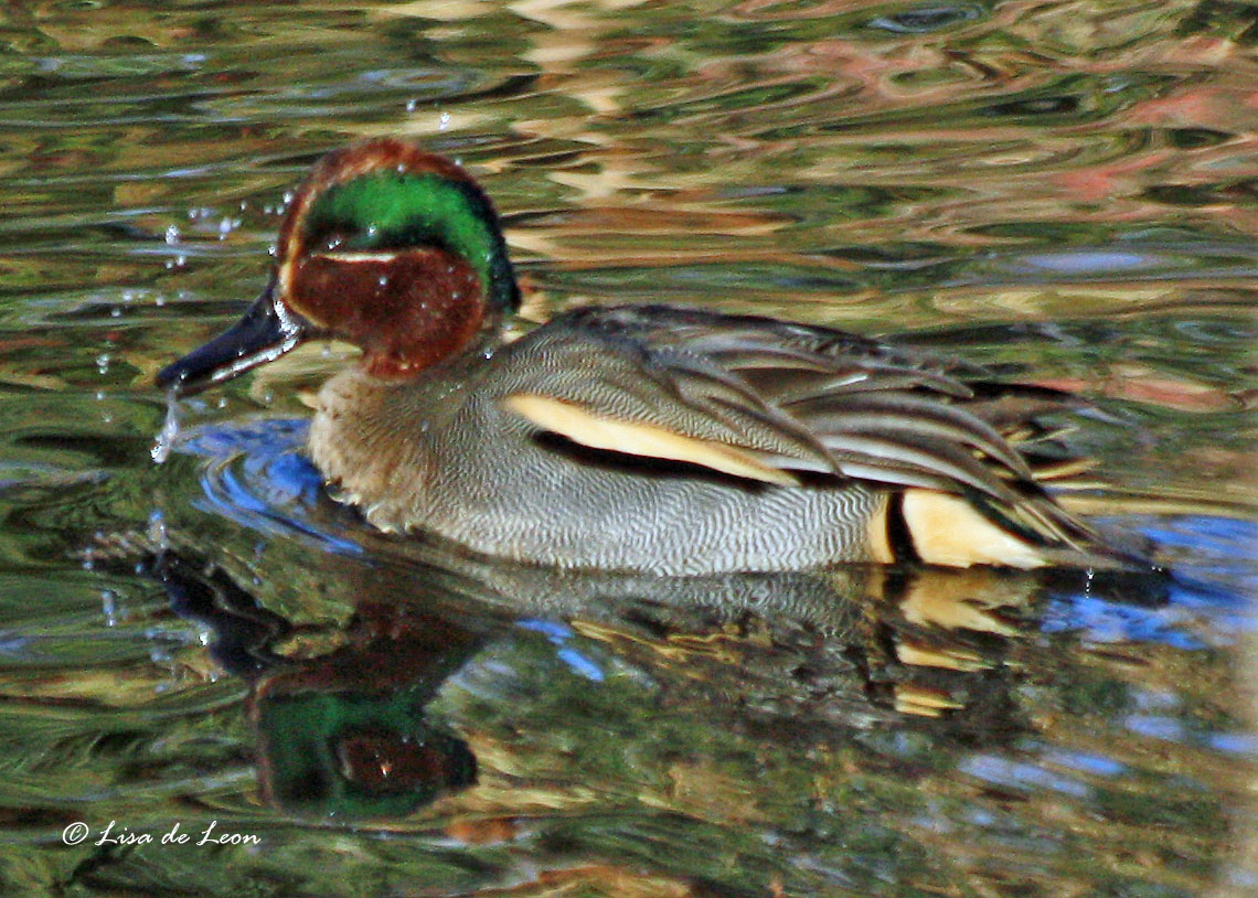 Birding with Lisa de Leon: Common Teal