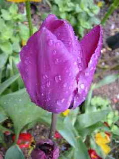 Blasadas: A Tulipa Roxa