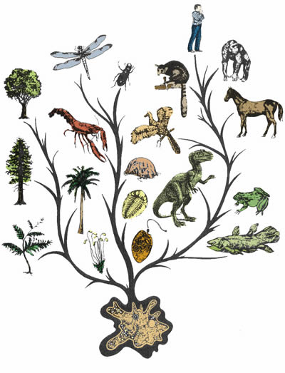 You Don't Have To Have A Ph.D.!: What about Darwin’s ‘Tree of Life’ and ...